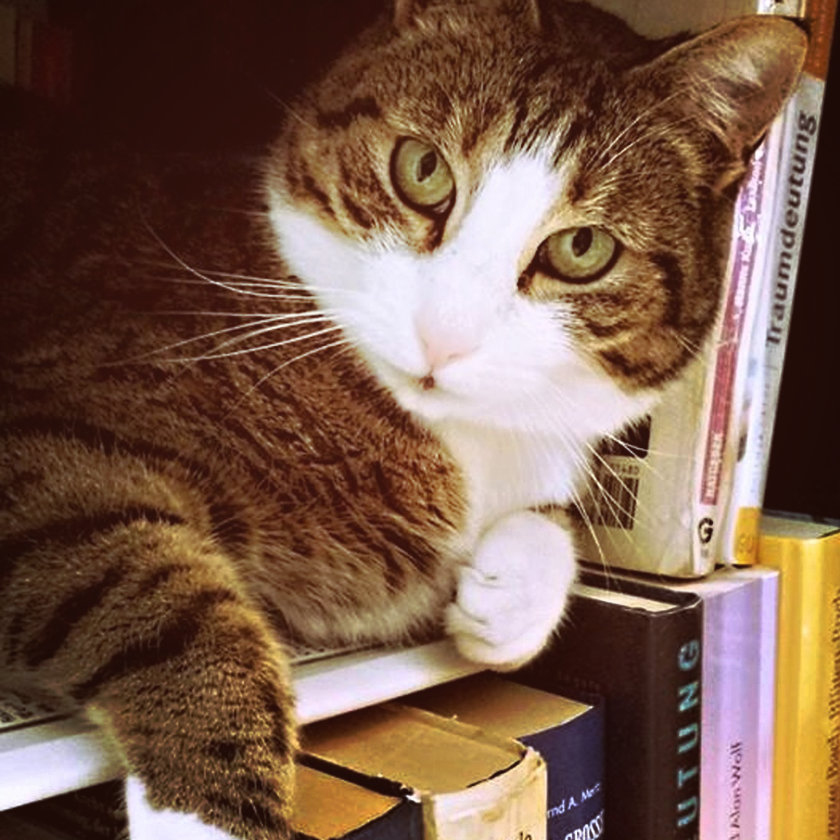 Ongoing – caturday 2 – Ebook Friendly