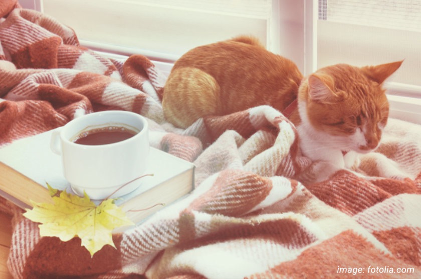 Ongoing – book coffee cat – Ebook Friendly